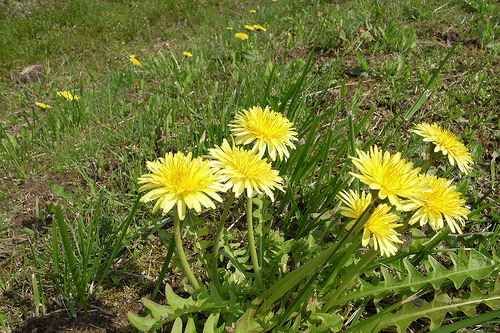 Fujitsu Starts Employee Participation-Based Dandelion Distribution ...