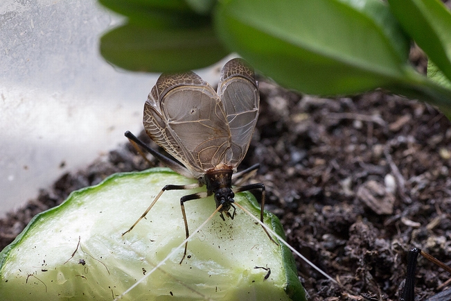 Bell-Cricket Conservation Ordinance Protects Rich Natural Environment ...